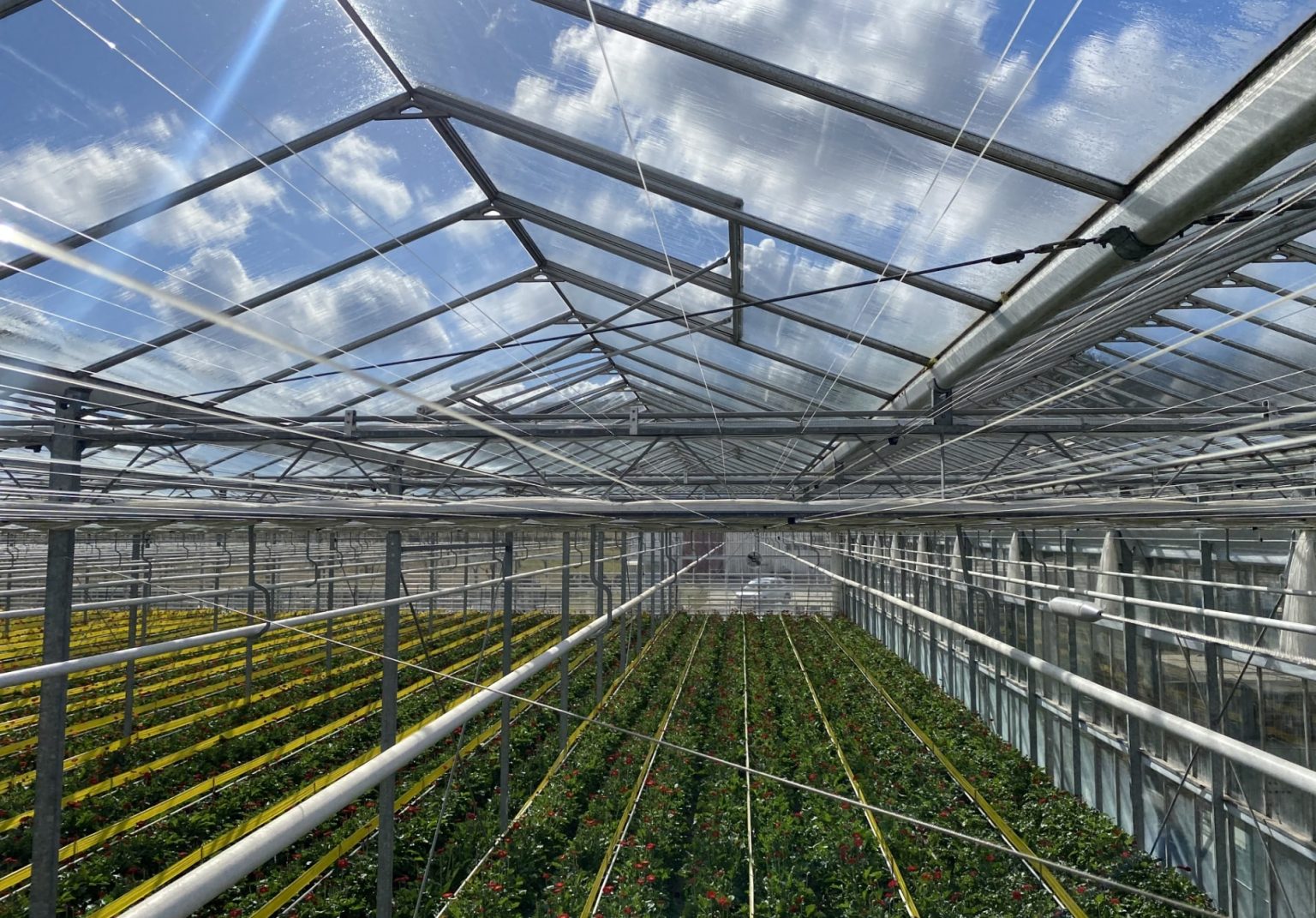 Greenhouse humidification and coolinginnovative technology | Sanfog