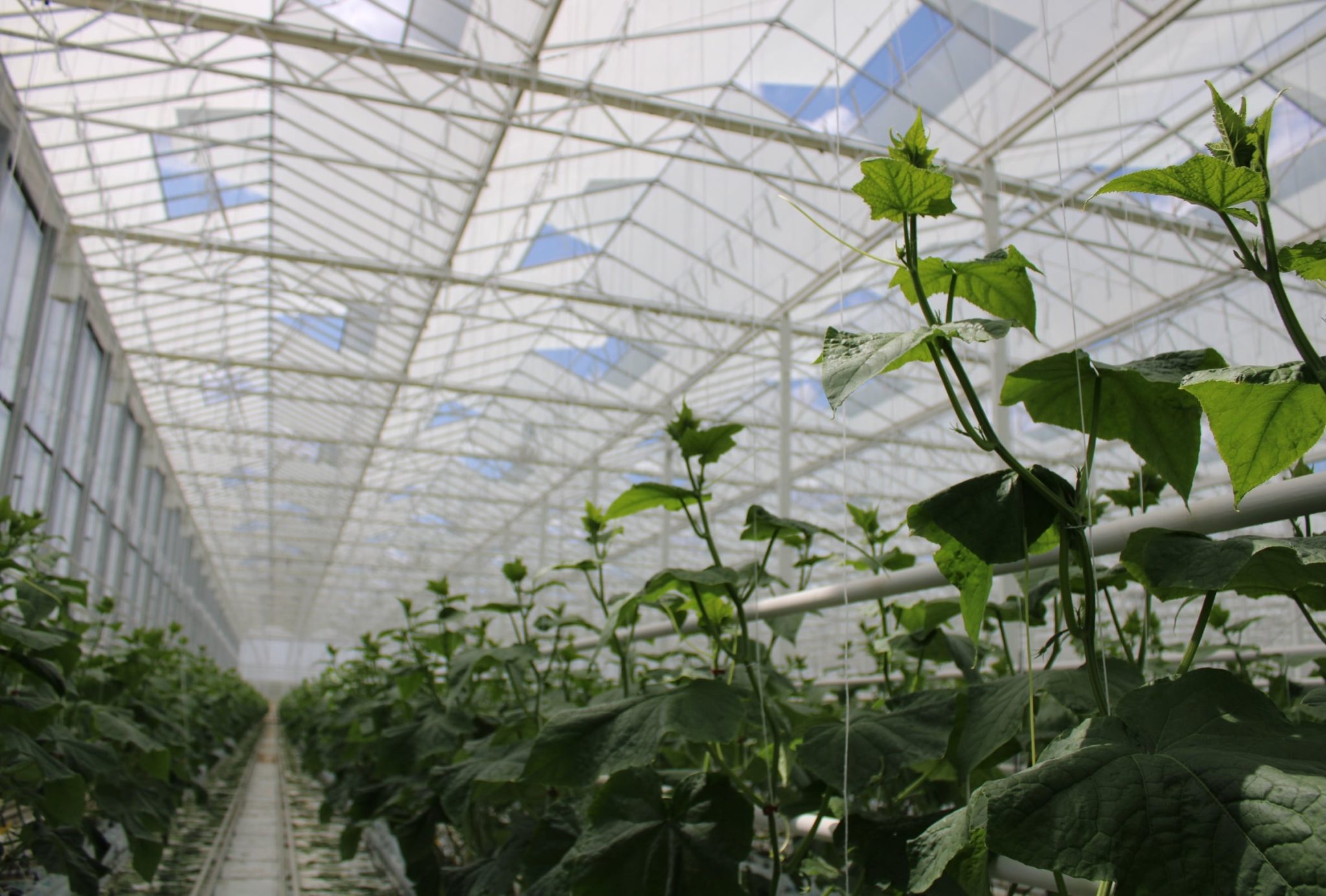 Greenhouse humidification and coolinginnovative technology | Sanfog