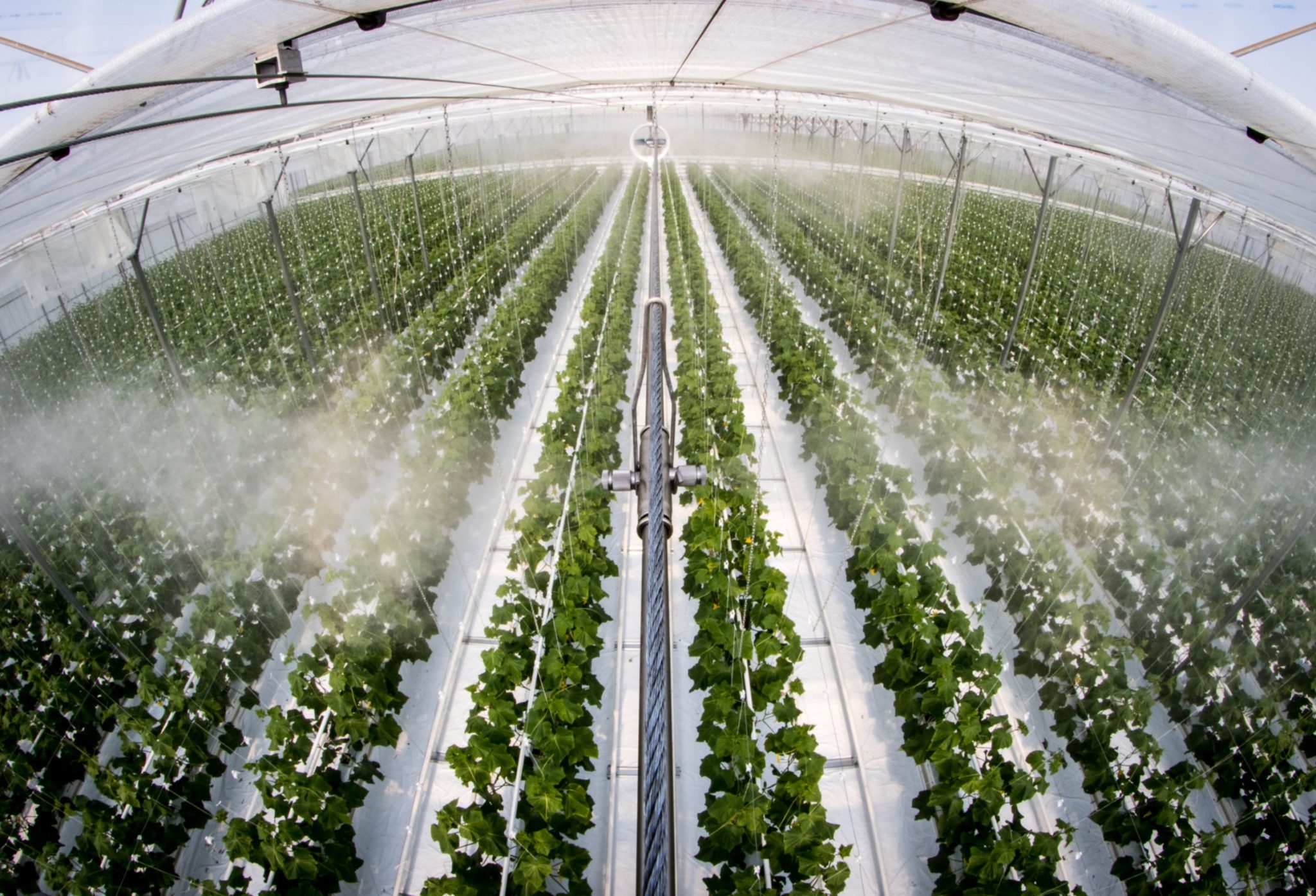 Greenhouse humidification and coolinginnovative technology | Sanfog