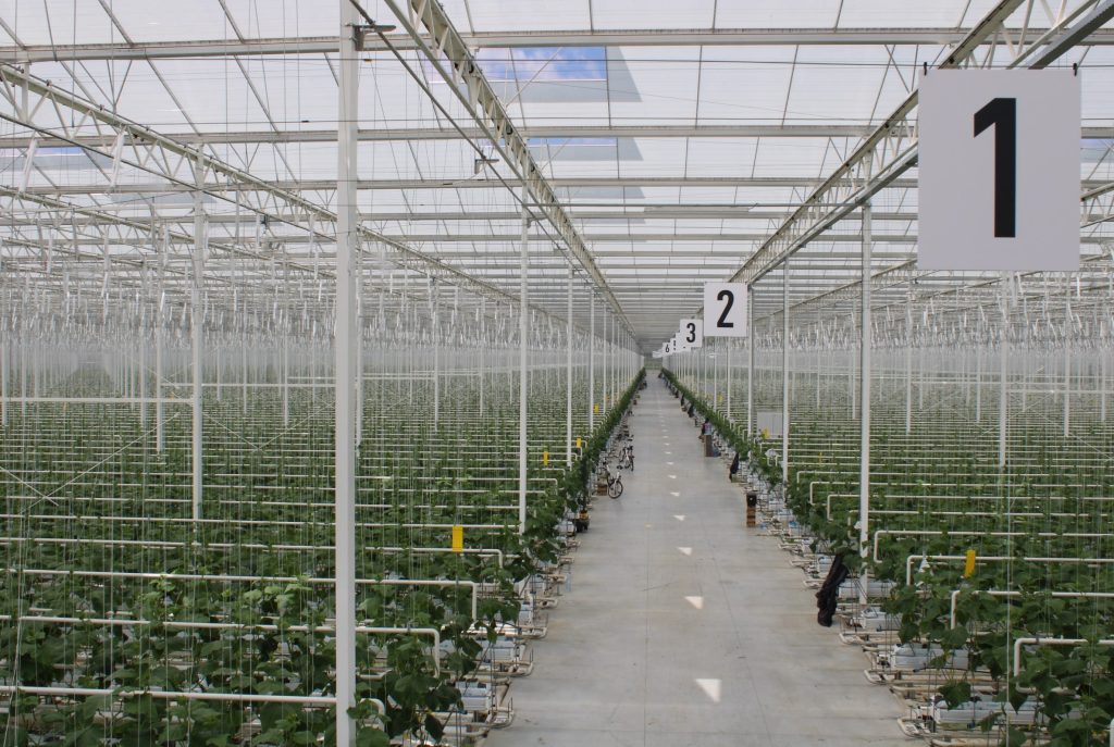 Greenhouse humidification and coolinginnovative technology | Sanfog