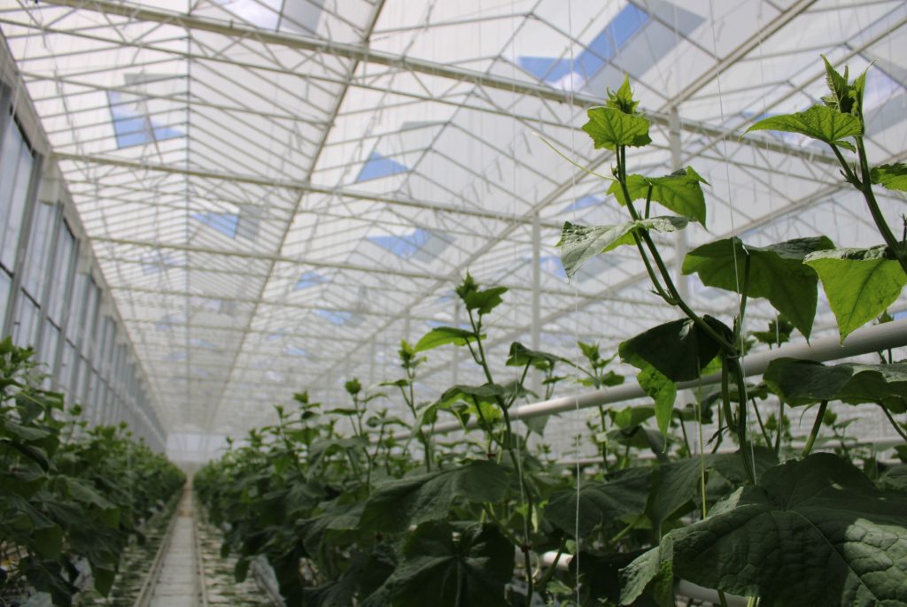 Greenhouse humidification and coolinginnovative technology | Sanfog